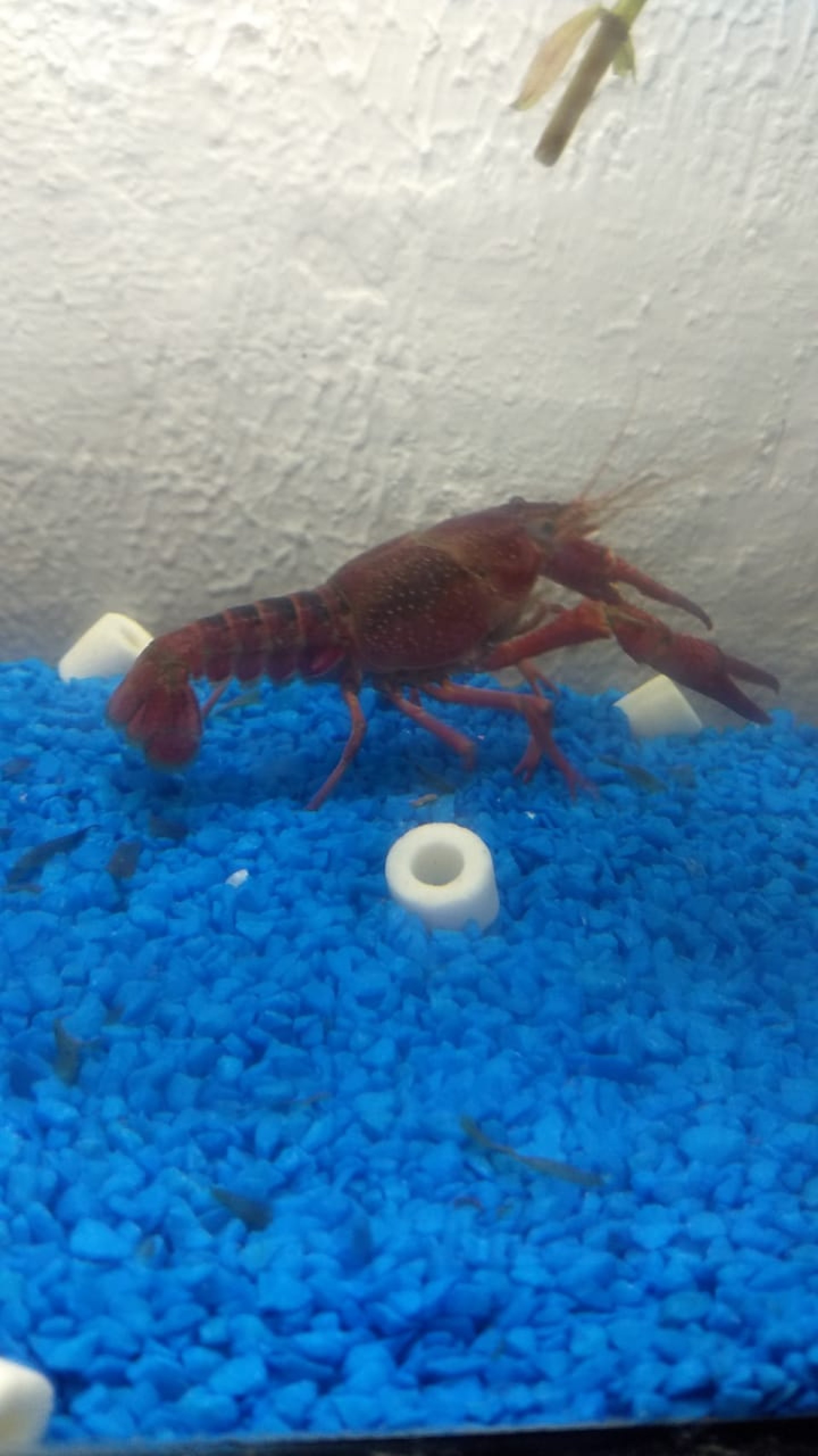 HellFish Aquarium, Zapopan: Information, Tickets and Reviews