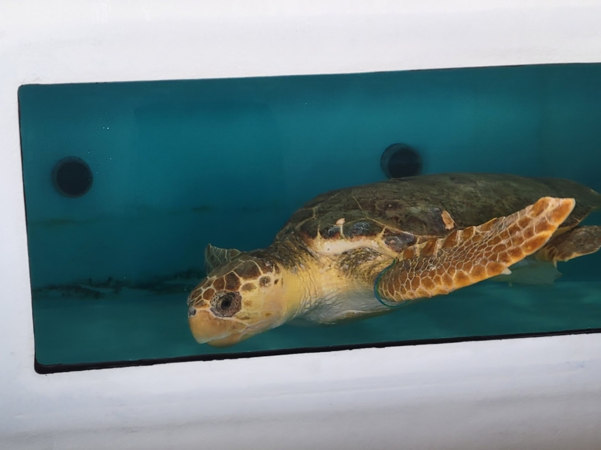 The Florida Aquarium Sea Turtle Rehabilitation Center, Apollo Beach, FL ...