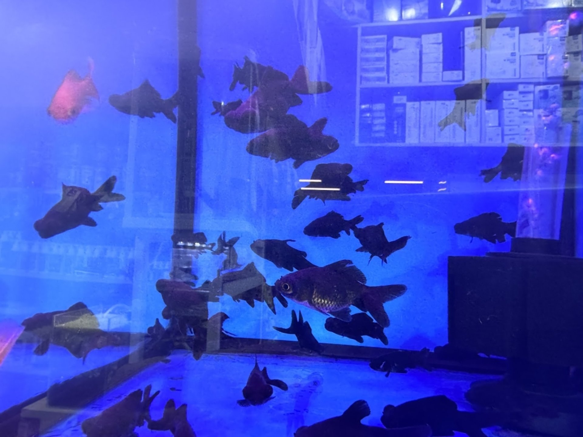 Jasmin Fish Aquarium, Dubai: Information, Tickets and Reviews